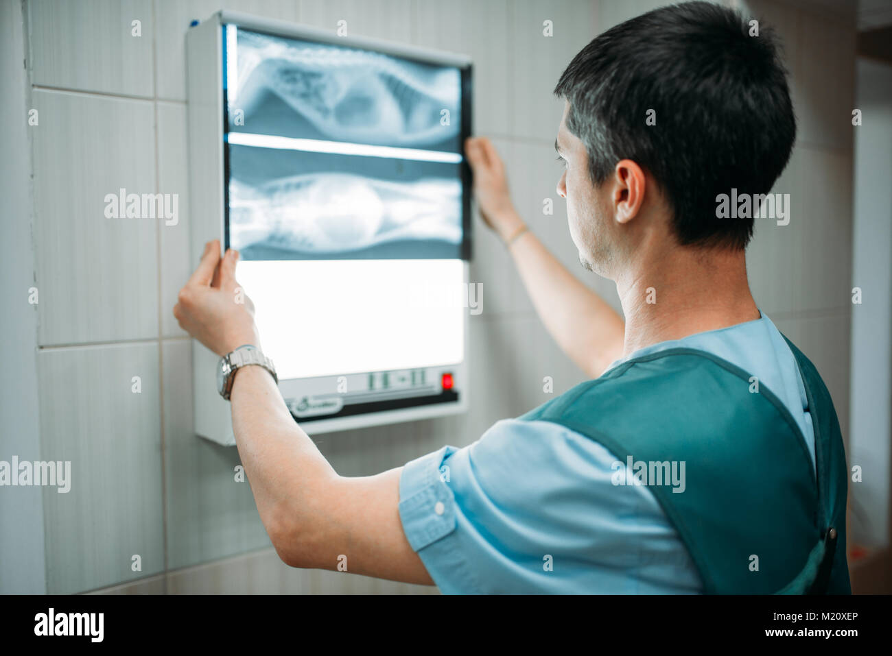 Veterinarian looks at the x-ray of the dog, veterinary clinic. Vet ...