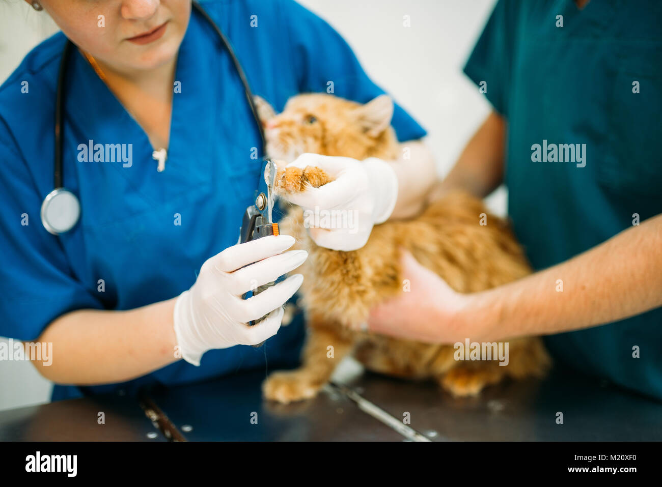 Professional veterinarians examining cat, veterinary clinic. Vet doctors working, treatment a ...
