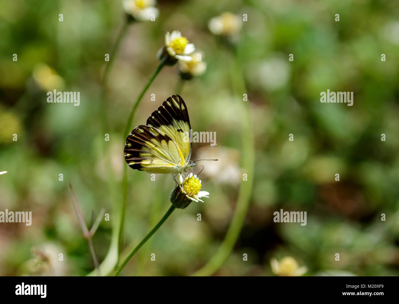 Calypso Caper White Stock Photo - Alamy