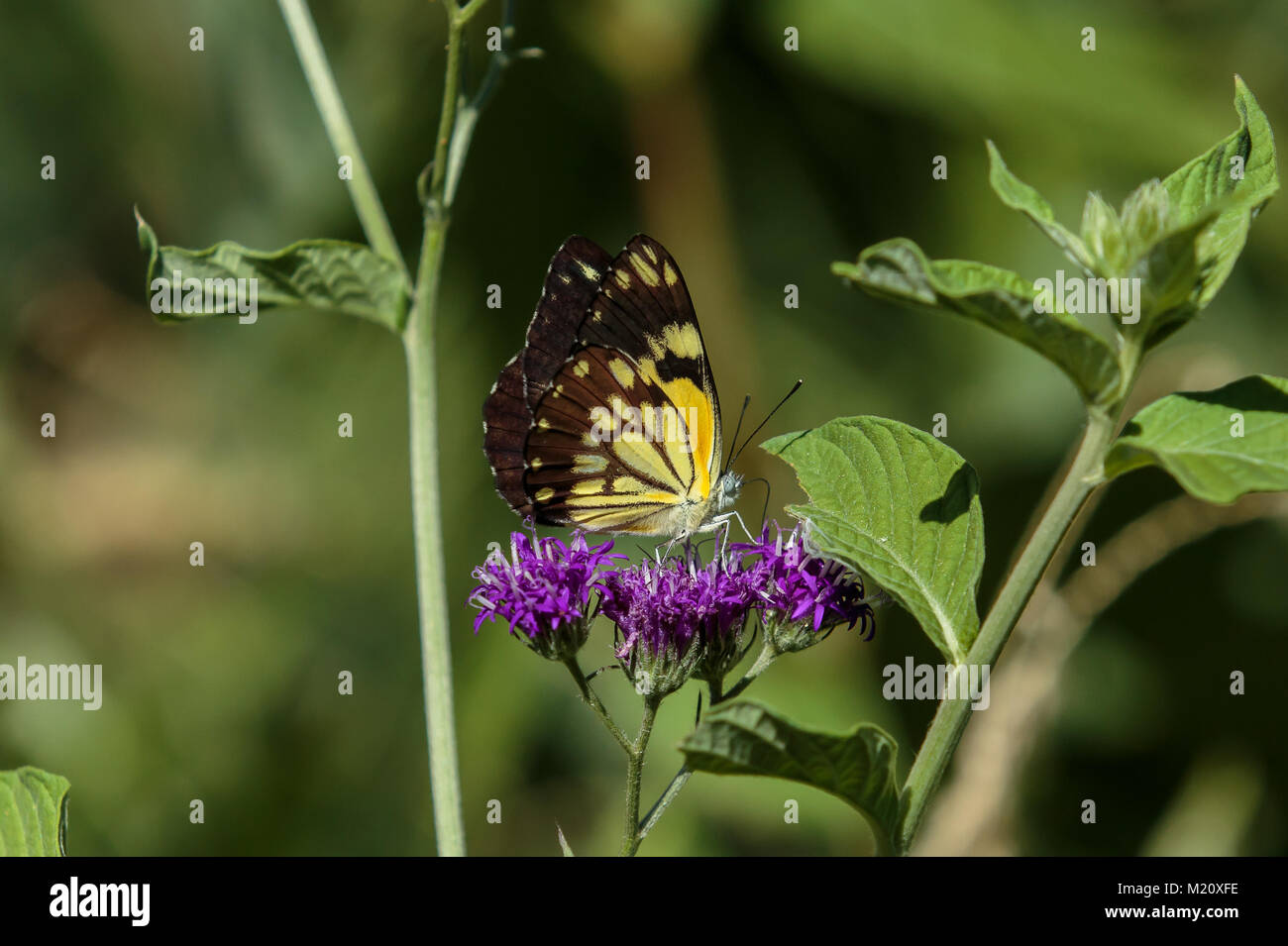 Calypso Caper White Stock Photo - Alamy