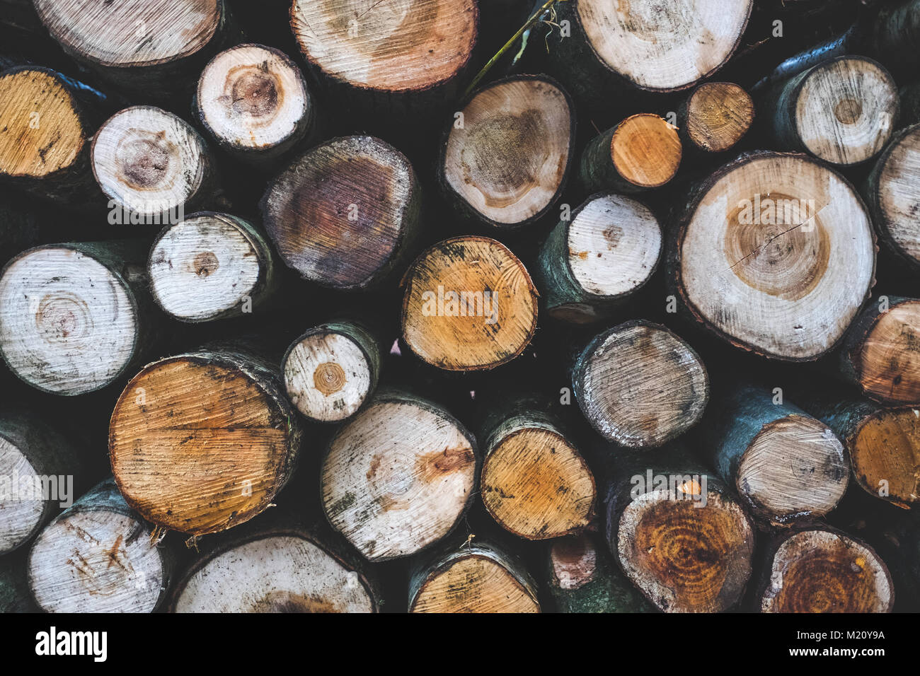 A close up shot of a pile of wet cut logs showing the cut ends of the ...