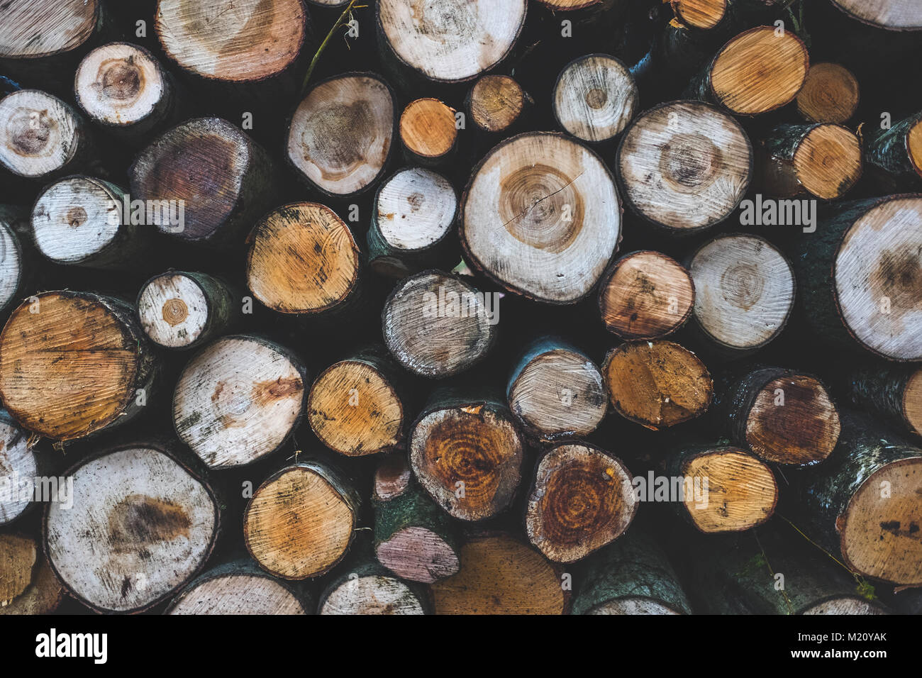 A close up shot of a pile of wet cut logs showing the cut ends of the ...