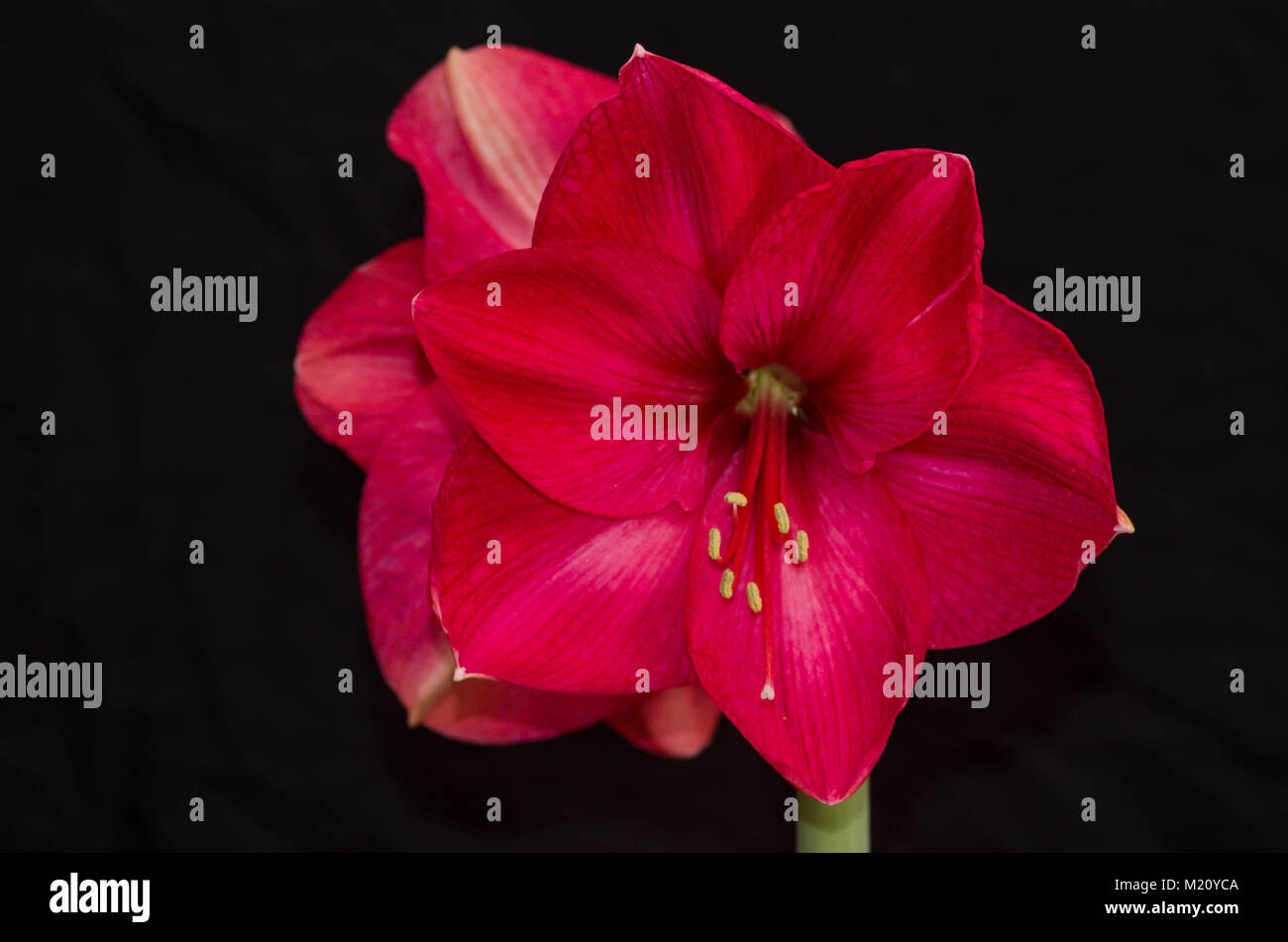 Red Amaryllis Flower Stock Photo - Alamy