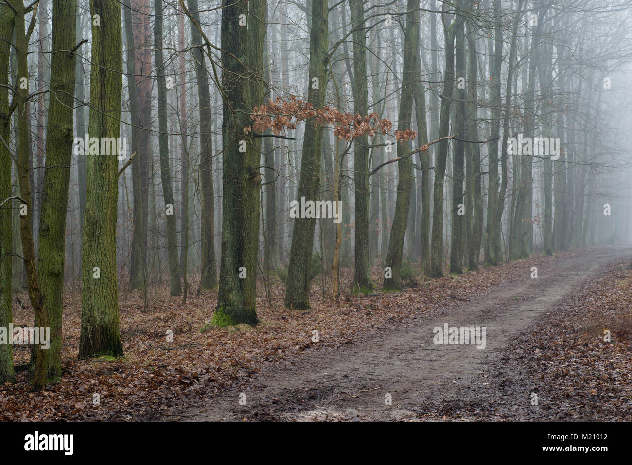Footpath in mist on hi-res stock photography and images - Alamy