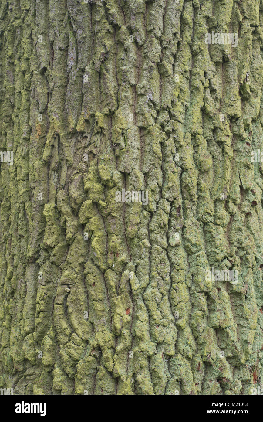 old oak tree green bark texture Stock Photo - Alamy
