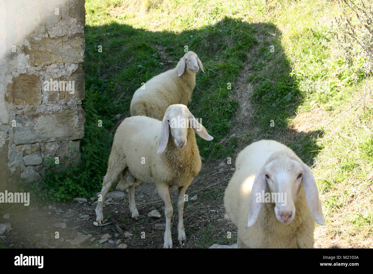 Sheep in Northern Italy Stock Photo - Alamy