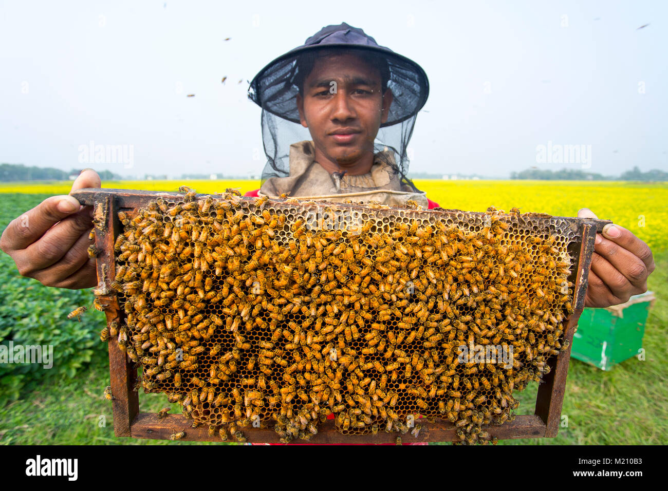Imon, and honey collector showing honey basket close-up view Stock ...