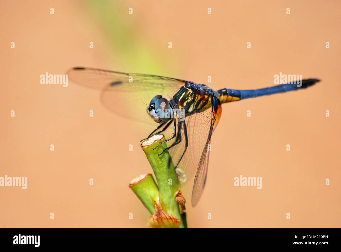 Dragonfly lands on plant stem hi-res stock photography and images - Alamy