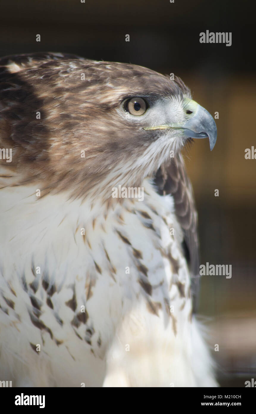 American red tailed hawk hi-res stock photography and images - Alamy