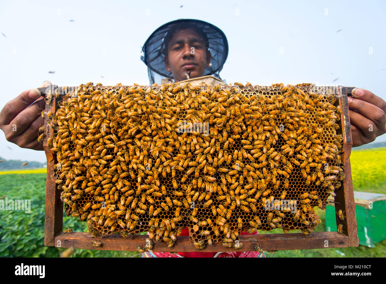 Imon, and honey collector showing honey basket close-up view Stock ...