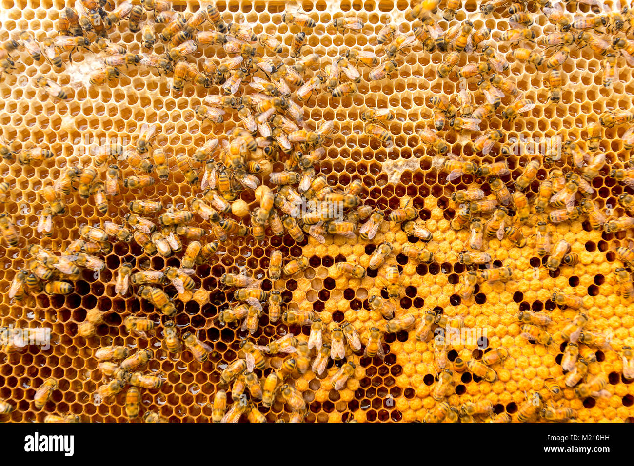 Close view of beehive and Honey Stock Photo - Alamy