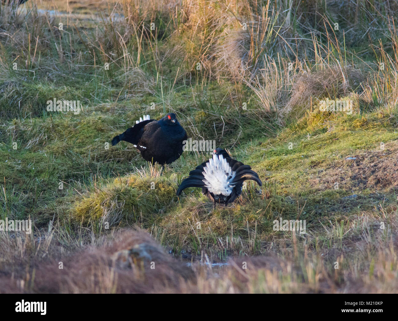 Male Black Grouse Lyrurus tetrix lekking at sunrise on a northern ...