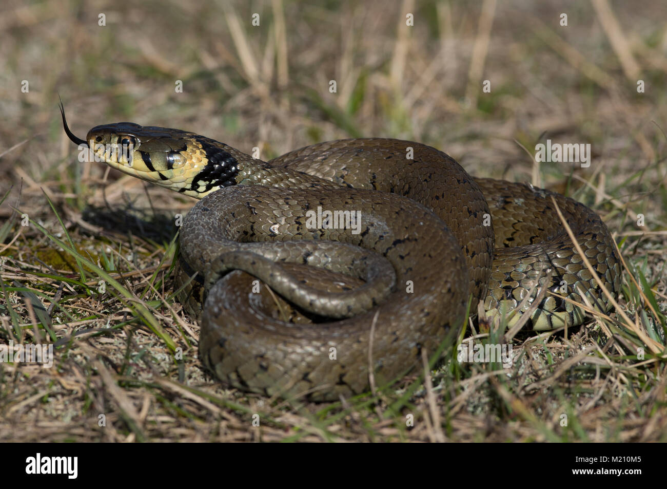 Female Grass Snake Natrix natrix flicking it's tongue in the sun in the ...