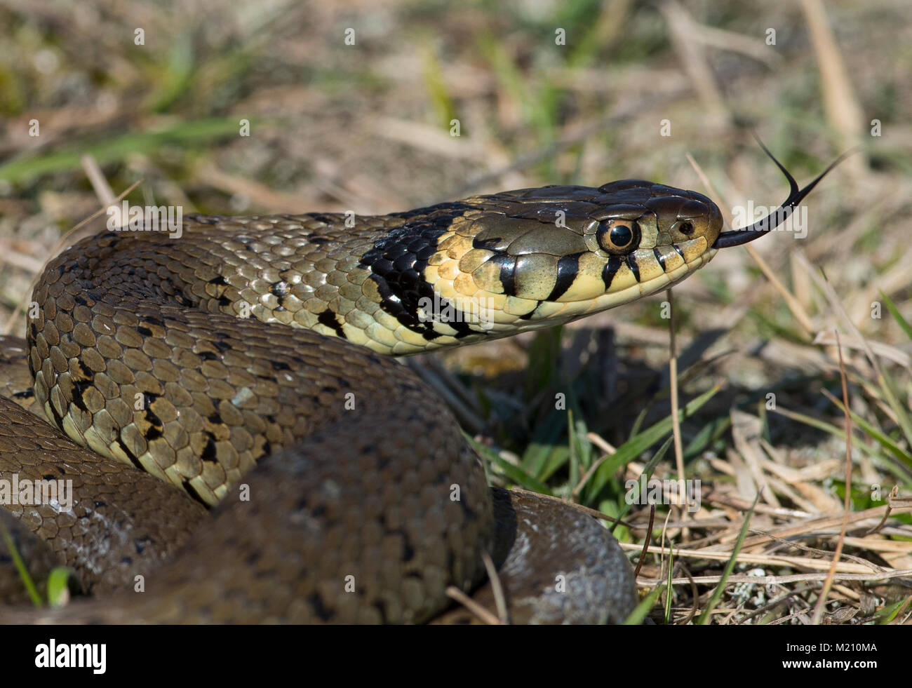 Female Grass Snake Natrix natrix flicking it's tongue in the sun in the ...