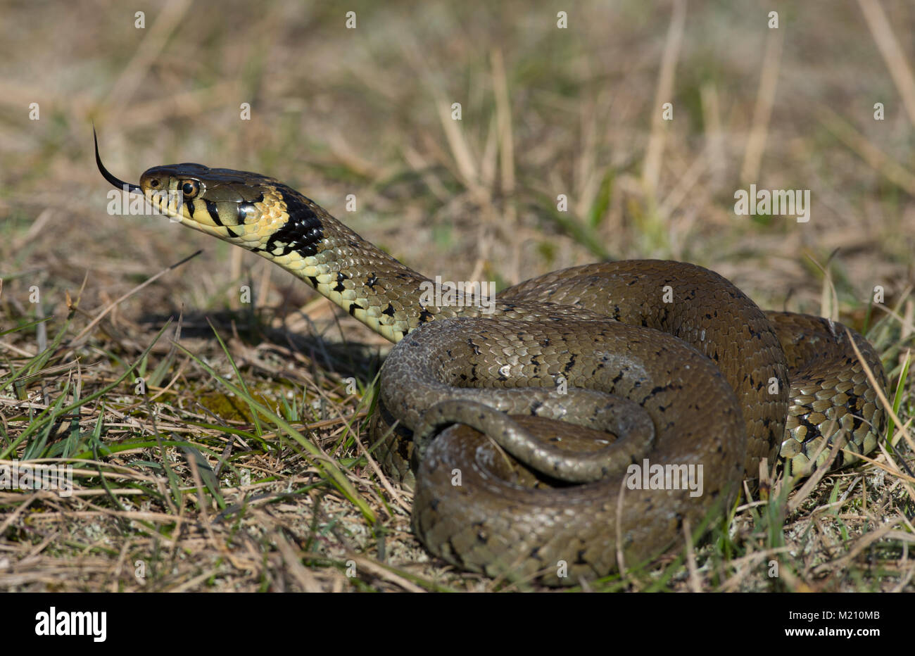 Female Grass Snake Natrix natrix flicking it's tongue in the sun in the ...