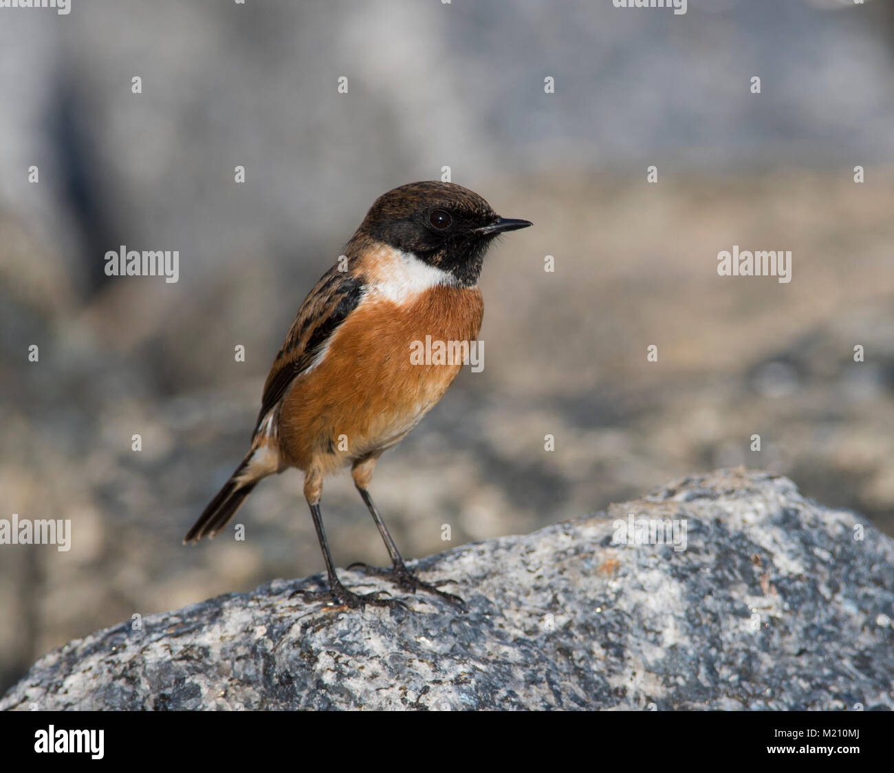 Male Stonechat Saxicola rubicola sat on a rock in full sun on the ...