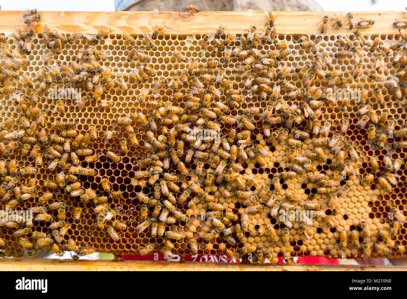 Close view of beehive and Honey Stock Photo - Alamy