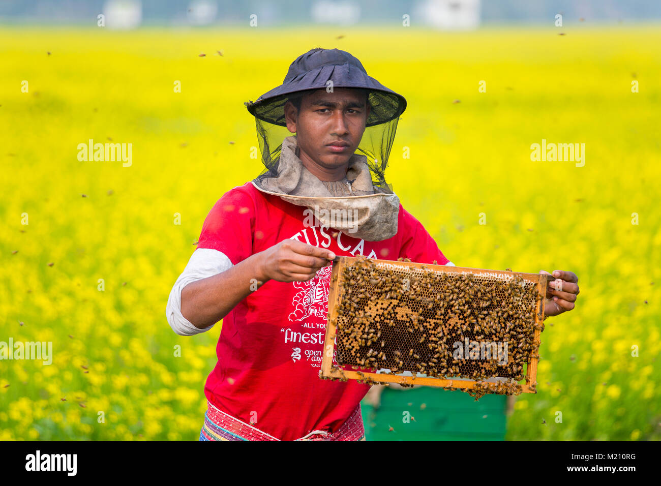 Imon, collecting honey a honey basket of a mobile honey collection plant at Munshigonj ...