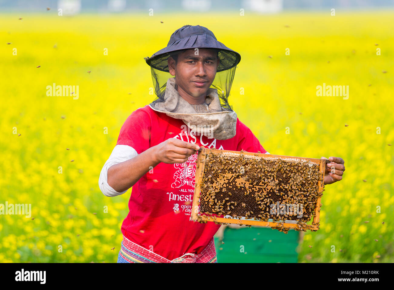 Imon, collecting honey a honey basket of a mobile honey collection plant at Munshigonj ...