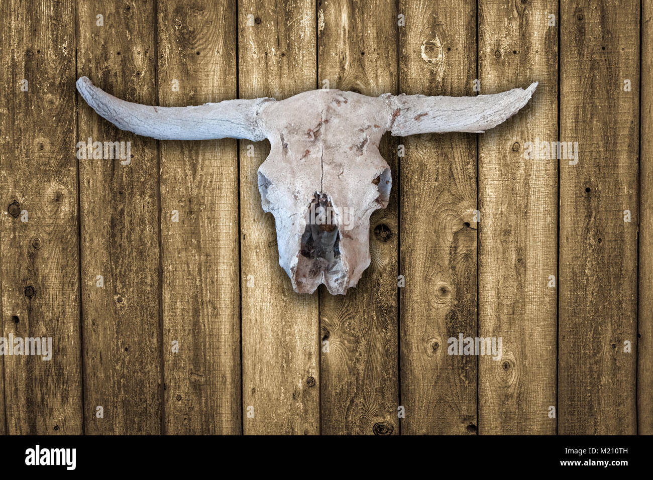 Cow horn texture hi-res stock photography and images - Alamy