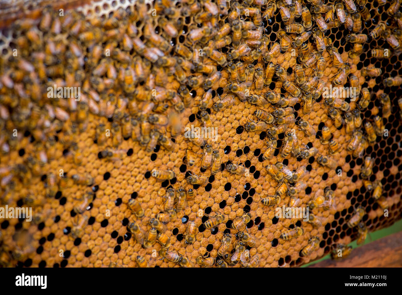 A mobile honey collection plant Name “MOTI MODHU” at mustard field in ...