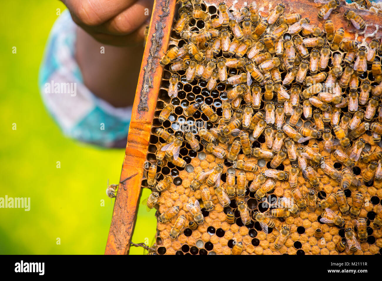 A mobile honey collection plant Name “MOTI MODHU” at mustard field in ...