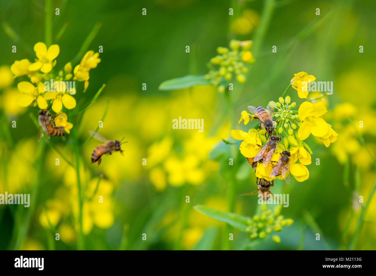 Bees Collecting Honey from the Mustard Flower, Munshigonj, Bangladesh ...