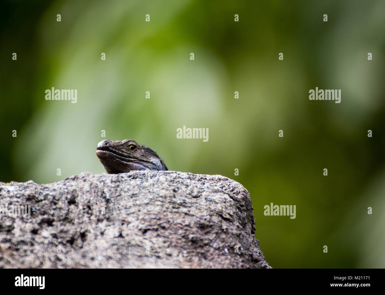 Lizard's head peaking over a rock with greenery in the background Stock ...