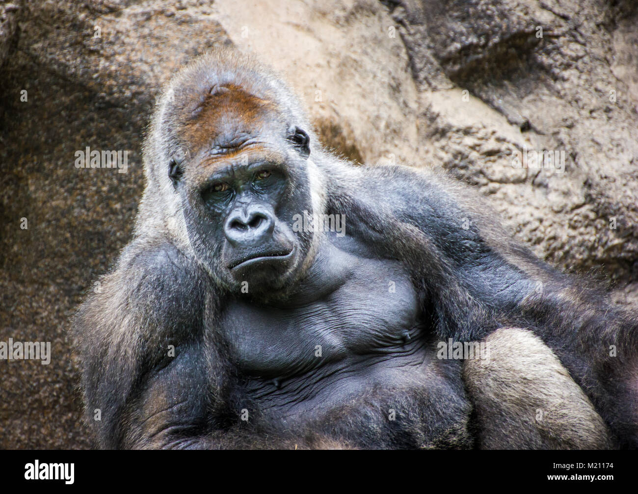 Silverback gorilla staring straight forwards while sat against a rocky ...