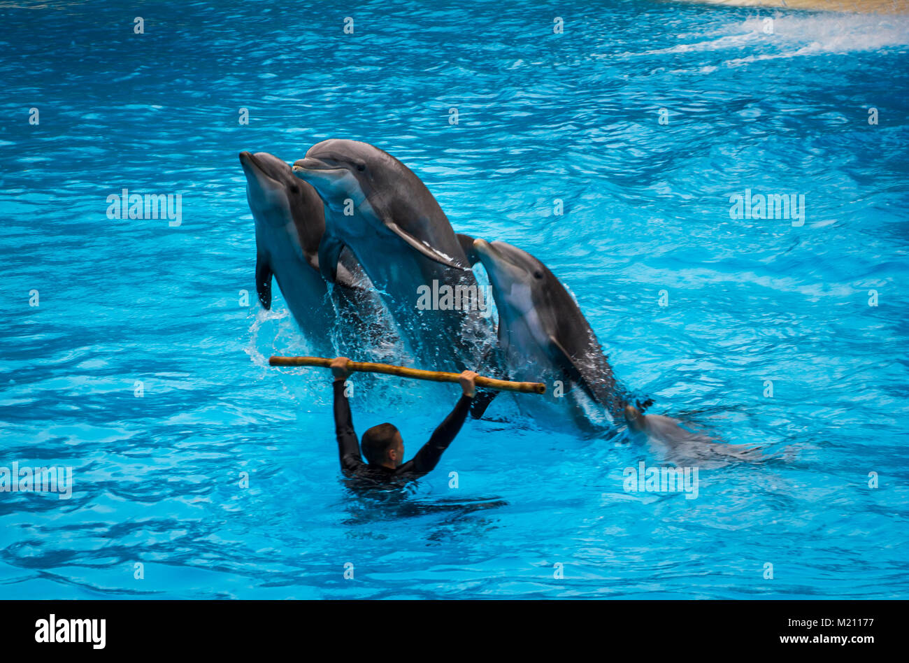 Zoo mamal hi-res stock photography and images - Alamy