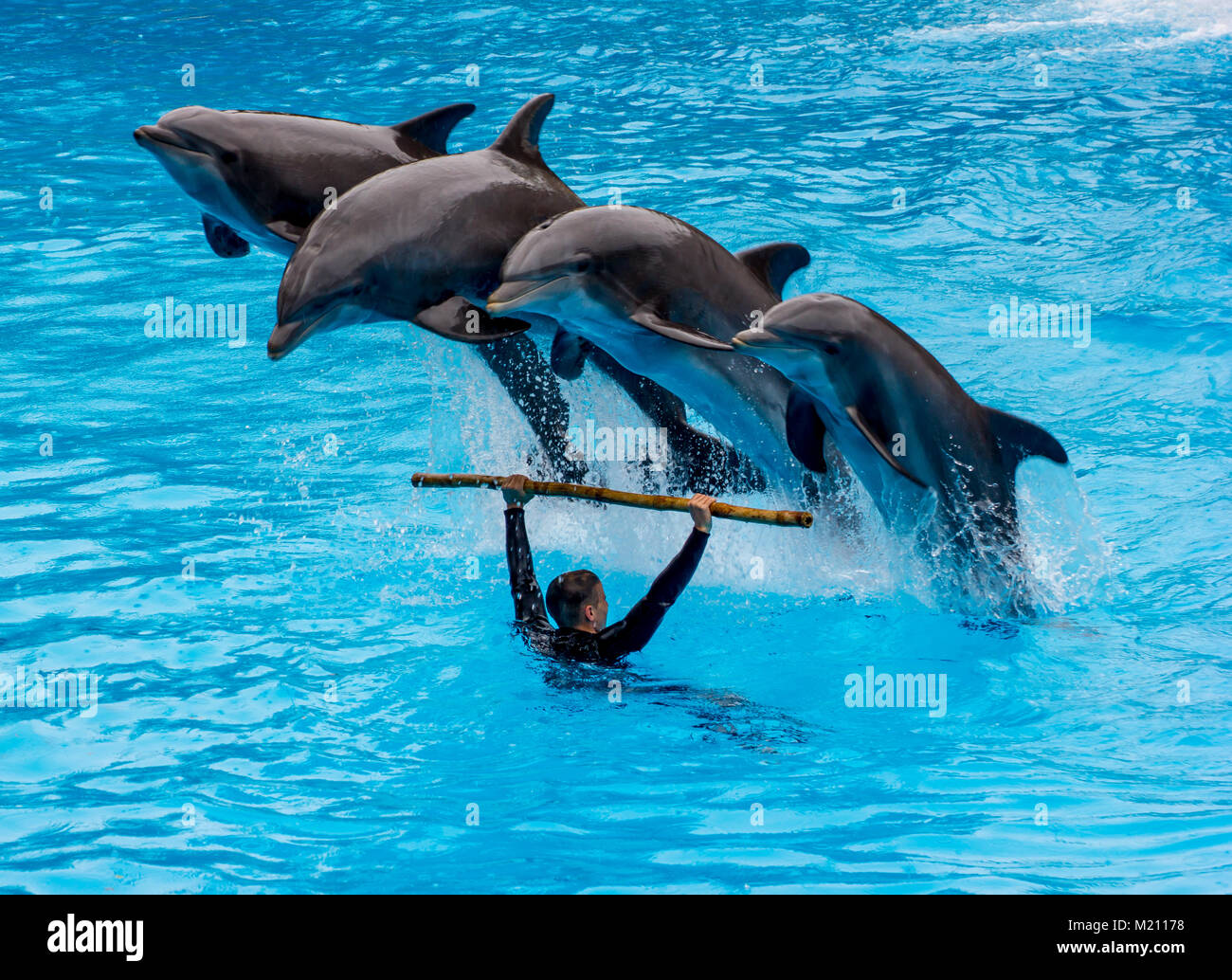 Dolphin tricks hi-res stock photography and images - Alamy