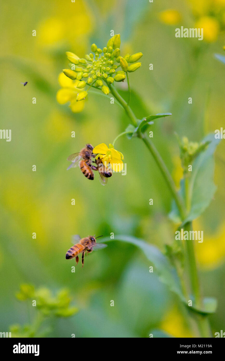 Bees Collecting Honey from the Mustard Flower, Munshigonj, Bangladesh ...
