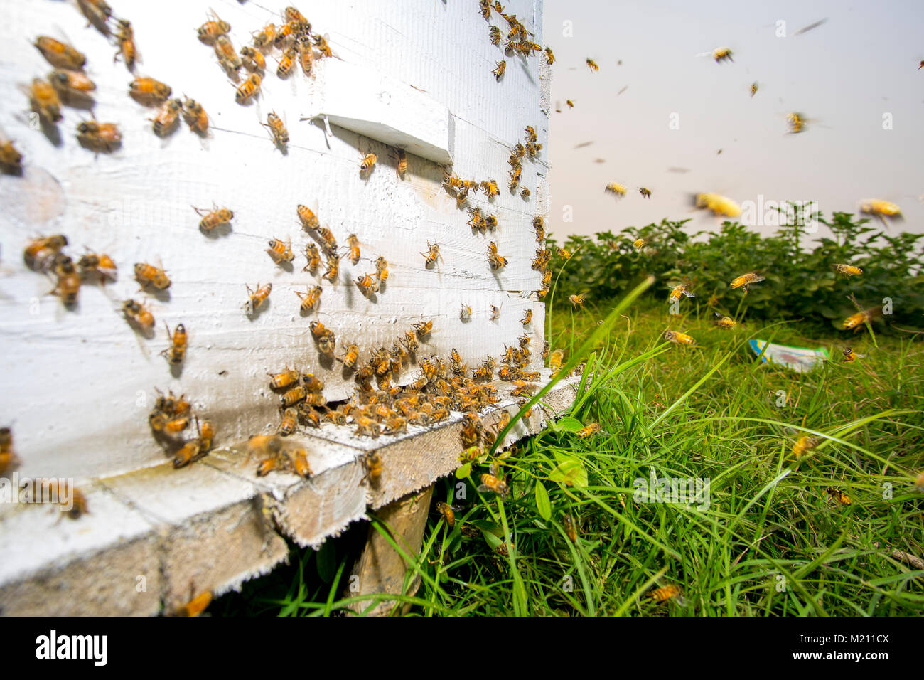 Honey Bee Flying To Hive