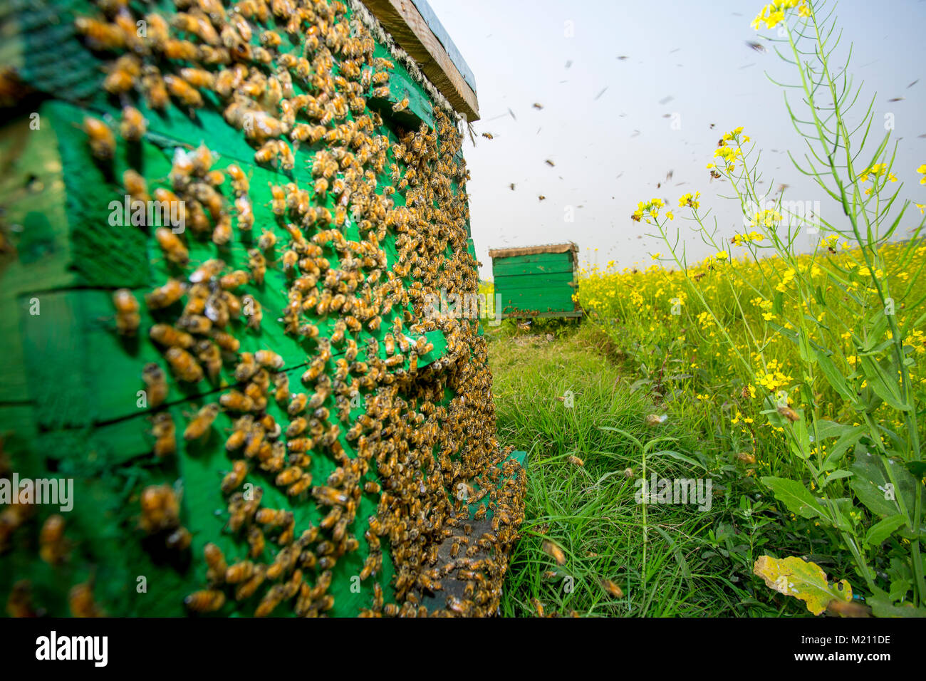 Honey bees flying in and out of commercial beekeeping beehives ...