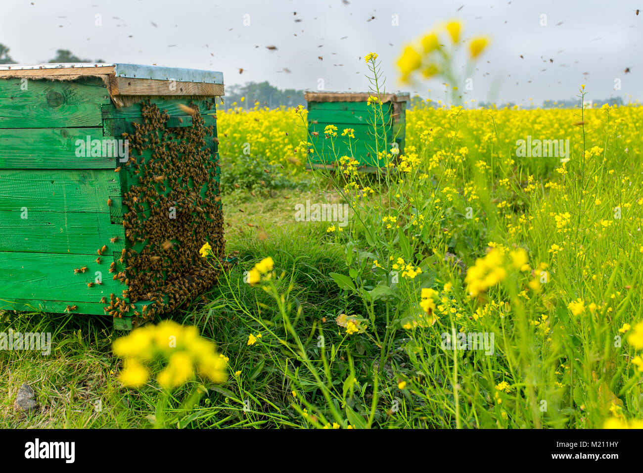 Honey bees flying in and out of commercial beekeeping beehives ...