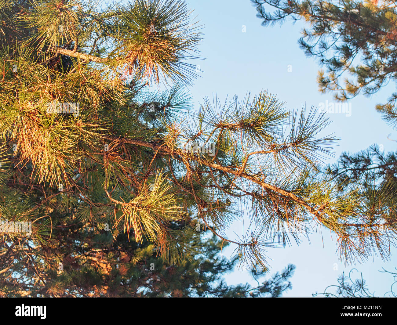 Light and sky and pine tree hi-res stock photography and images - Alamy