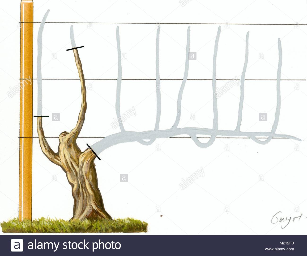 Guyot Vine Stock Photos & Guyot Vine Stock Images - Alamy