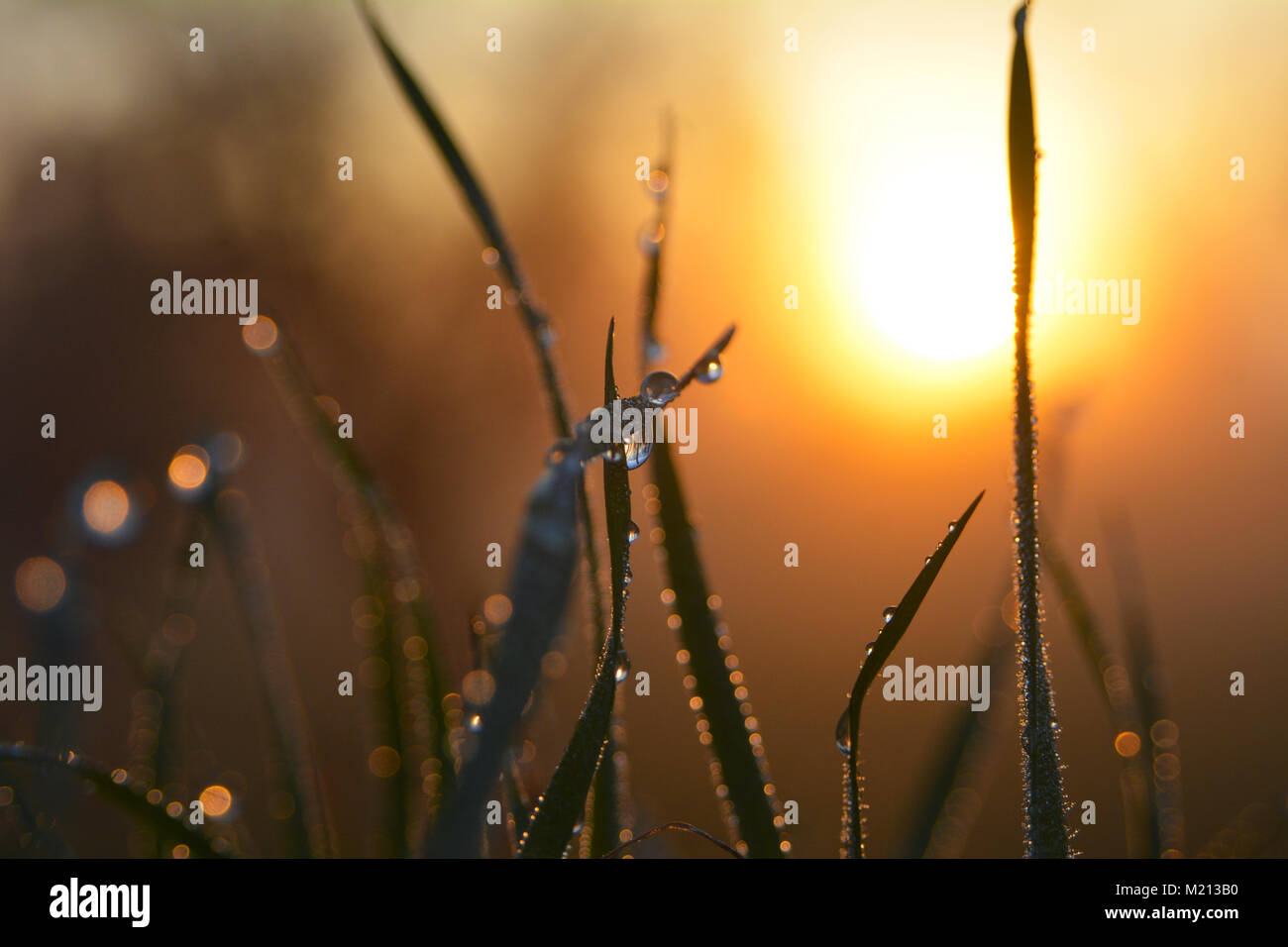 Early Morning Dew Stock Photo - Alamy