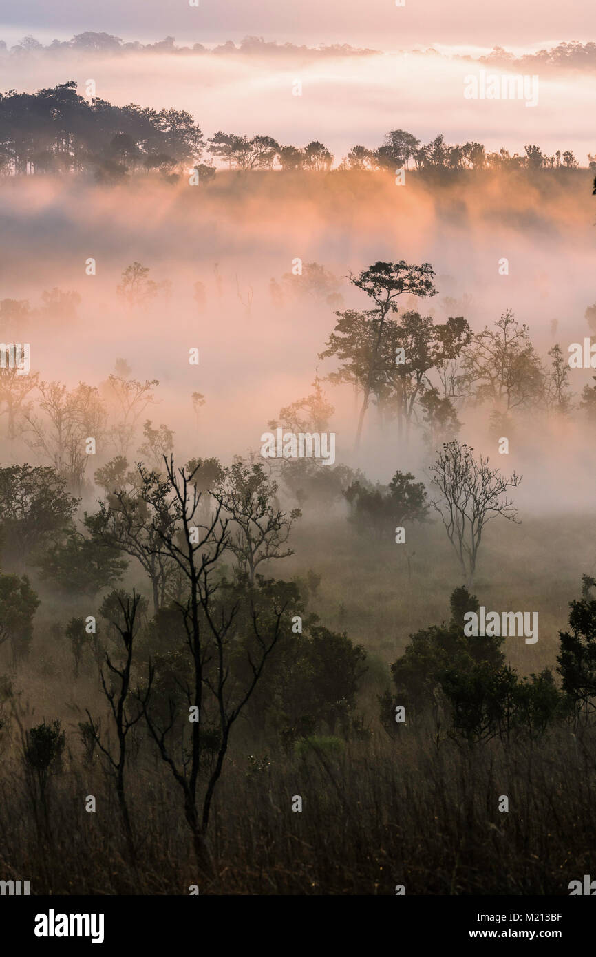Bright sunrise on spring forest Stock Photo - Alamy