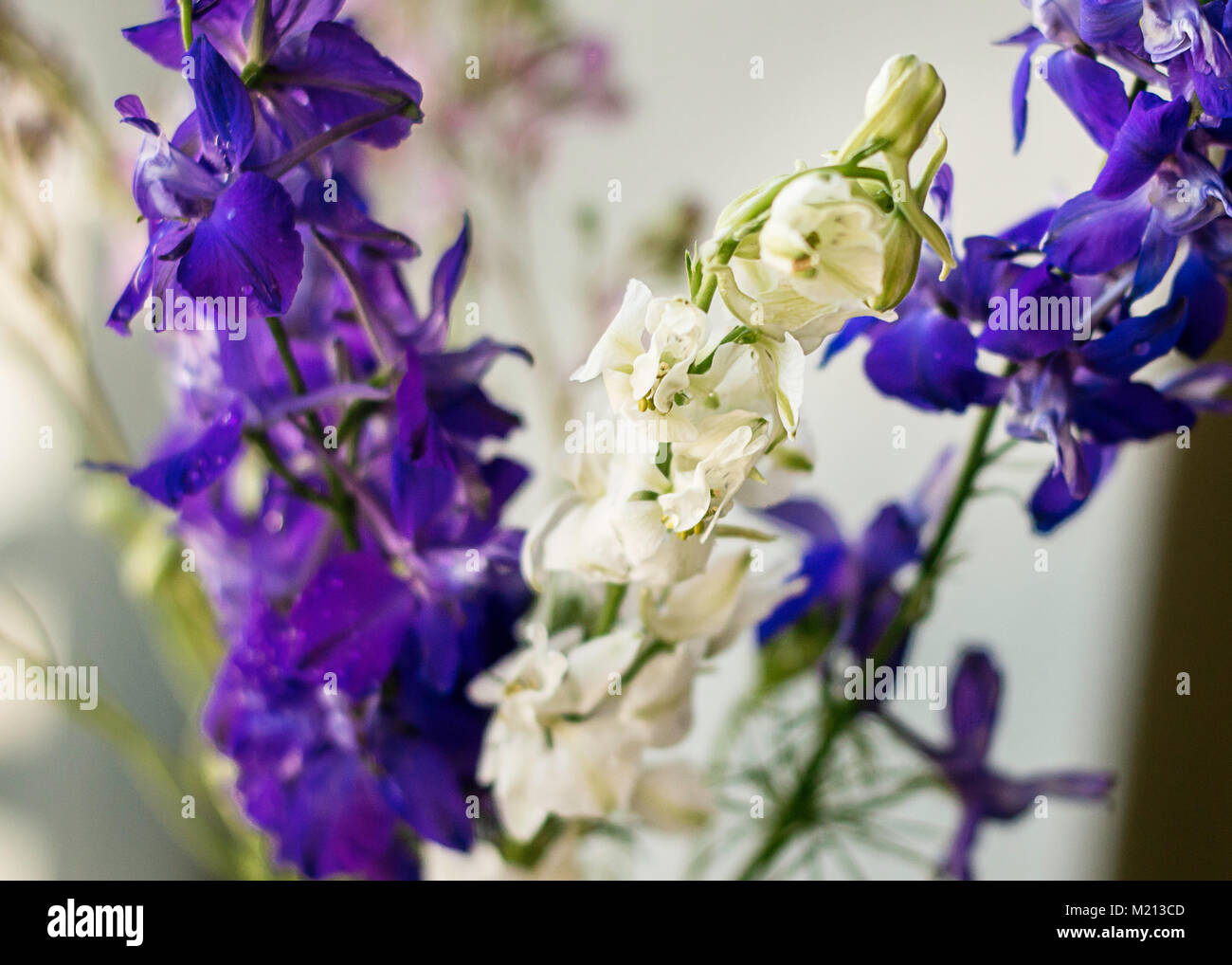 Purple and white mixed hi-res stock photography and images - Alamy