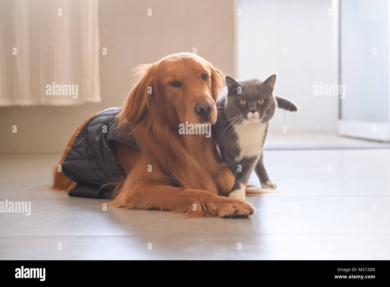 Golden Retriever and Cat Stock Photo - Alamy