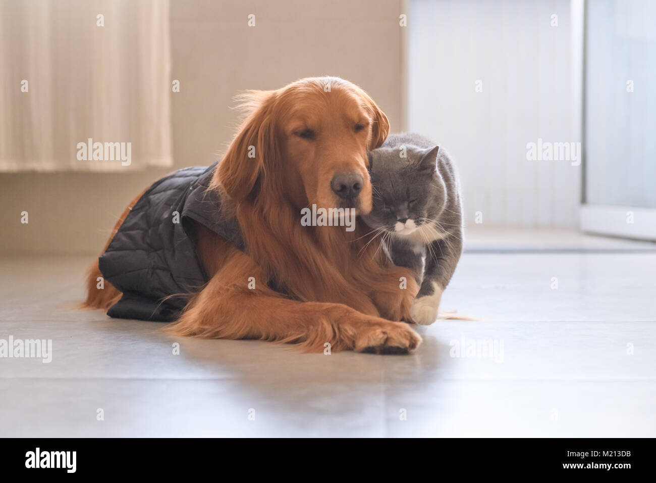 Golden Retriever and Cat Stock Photo - Alamy