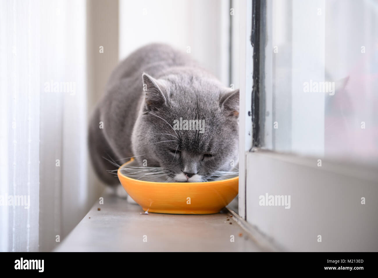 The grey cat is eating Stock Photo - Alamy