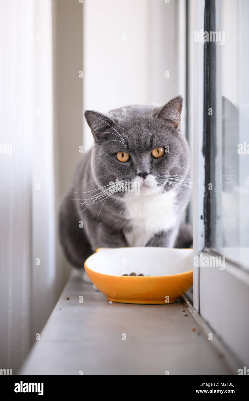 The grey cat is eating Stock Photo - Alamy