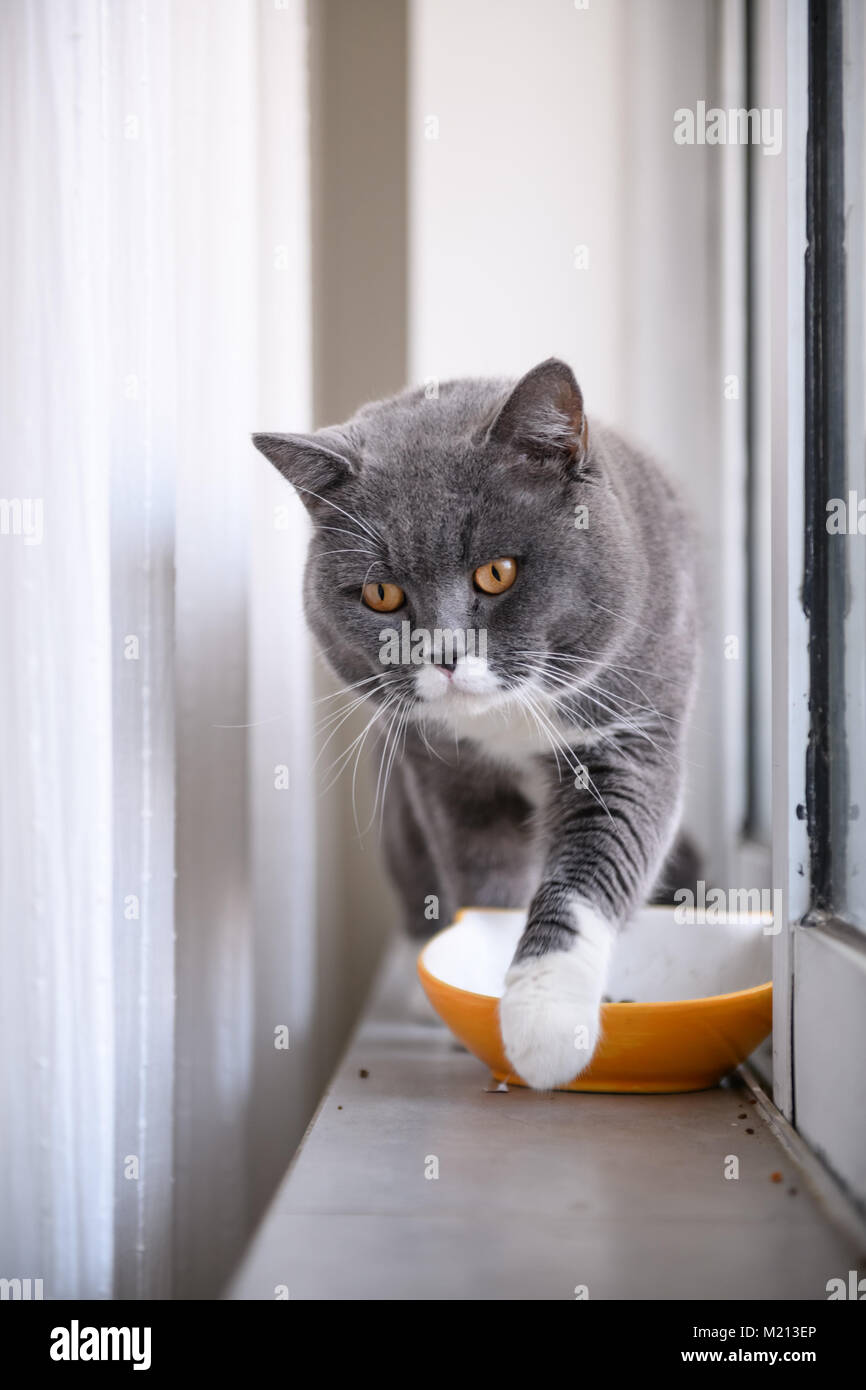 The grey cat is eating Stock Photo - Alamy