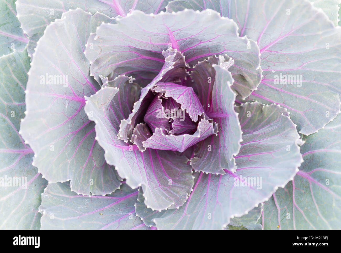 Violet or purple Cabbages for design. Cabbages background in garden ...