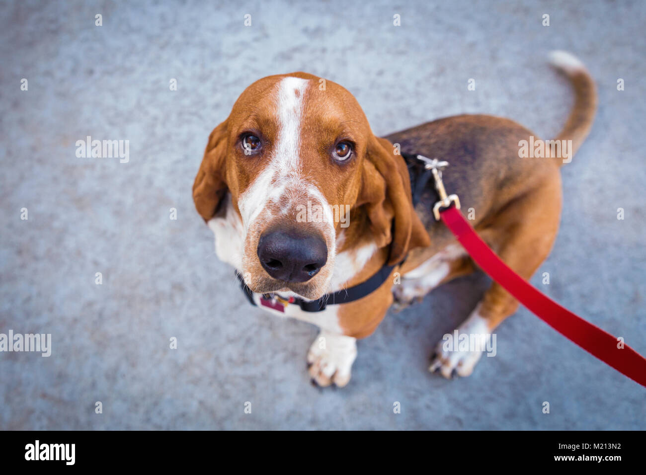 Hound dog eyes hi-res stock photography and images - Alamy