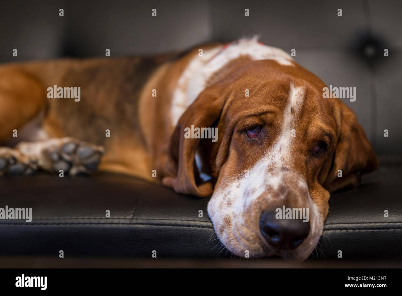 Sad Basset Hound Laying on Couch Stock Photo - Alamy