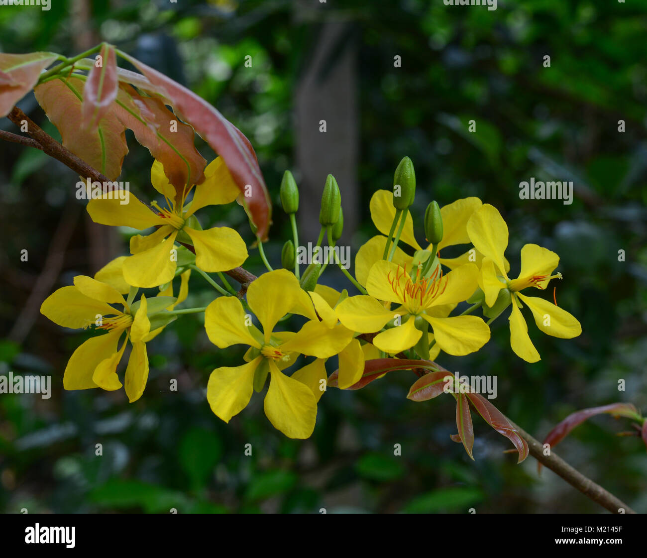 Ochna integerrima flowers park hi-res stock photography and images - Alamy