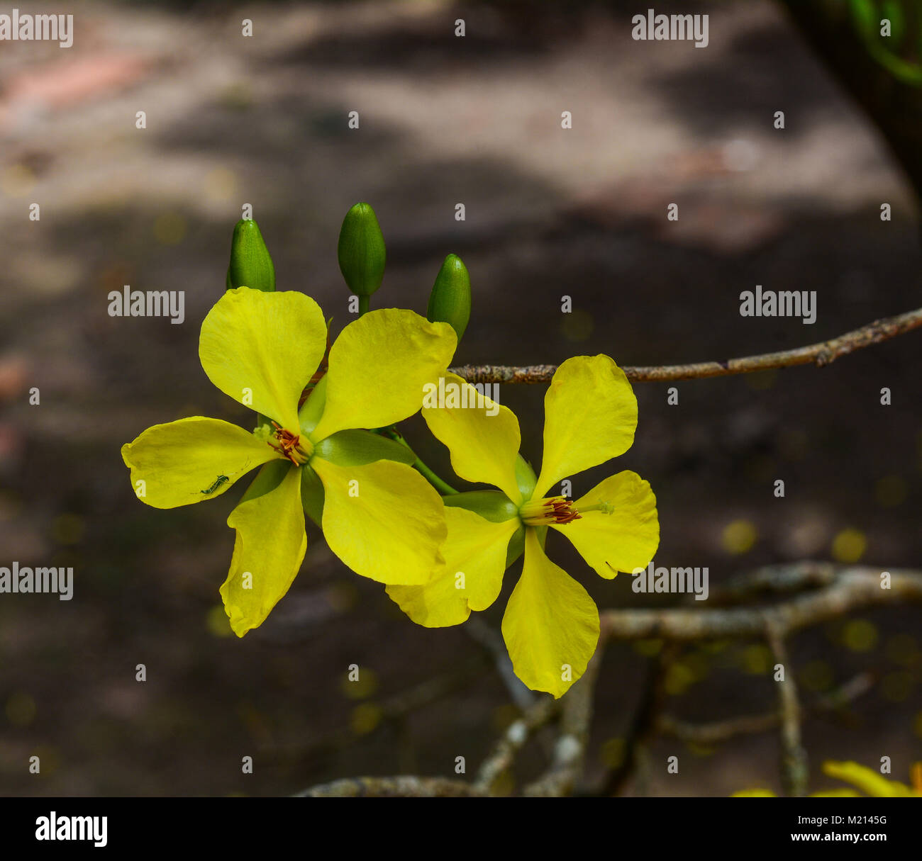 Ochna integerrima flowers at botanic garden in sunny day Stock Photo ...